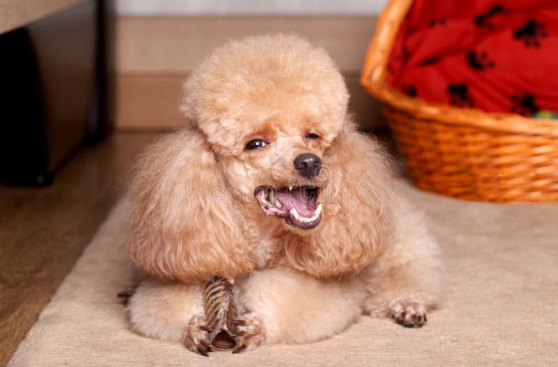 Le Caniche Miniature D'abricot Mangent L'os Sec Image stock - Image du ...