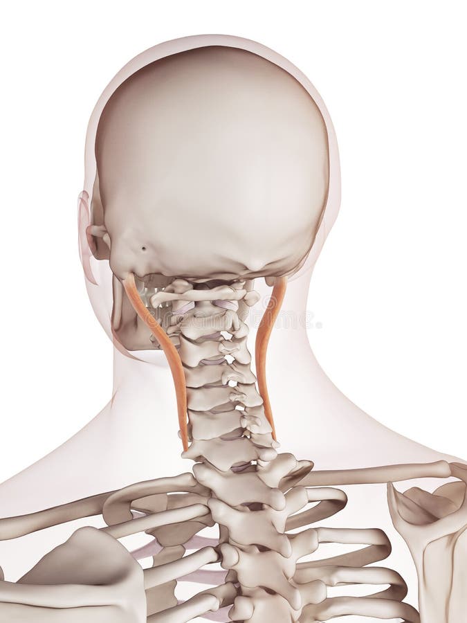Le capitis longissimus illustration stock. Illustration du médical ...