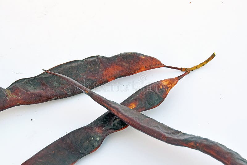 Le carrube immagine stock. Immagine di bambini, composizione - 79850167