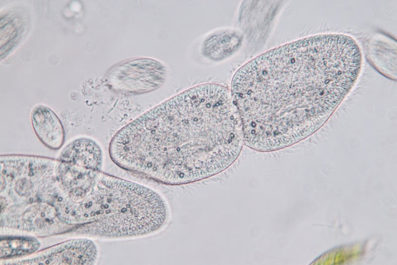 Paramecium Caudatum Est Un Genre De Protozoaire Cilié Unicellulaire ...