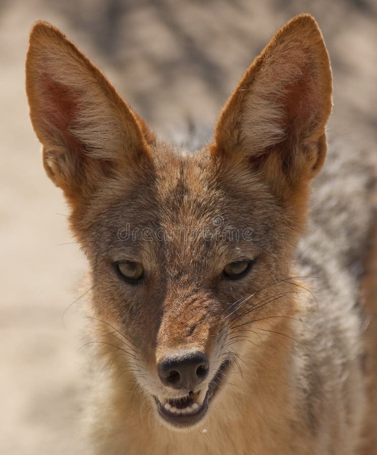 Le chacal photo stock. Image du vrille, renarde, crabot - 11796794