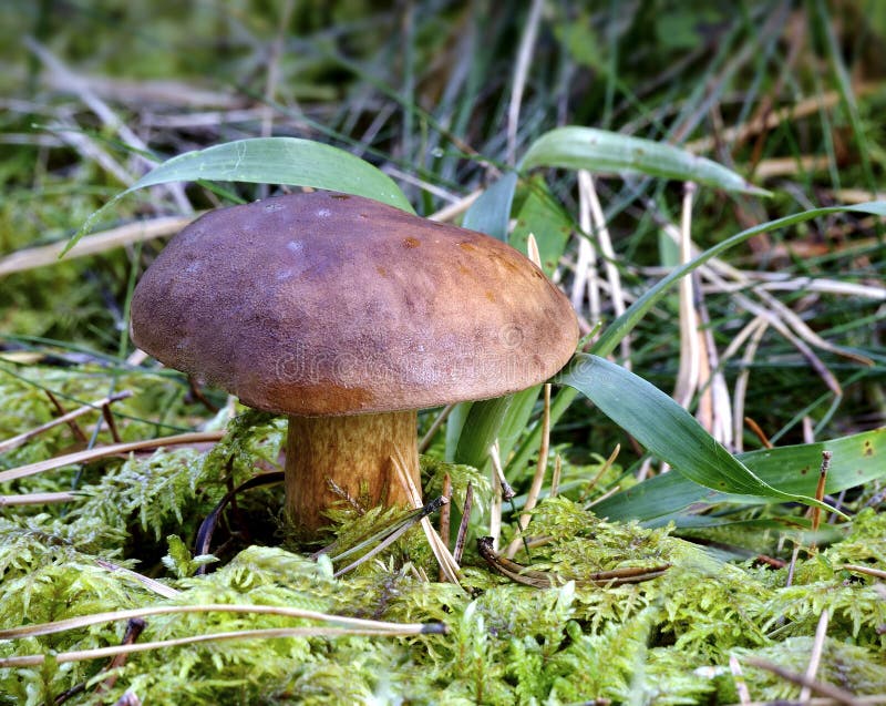 Le Champignon De Couche Comestible D'automne Brun Image stock - Image ...