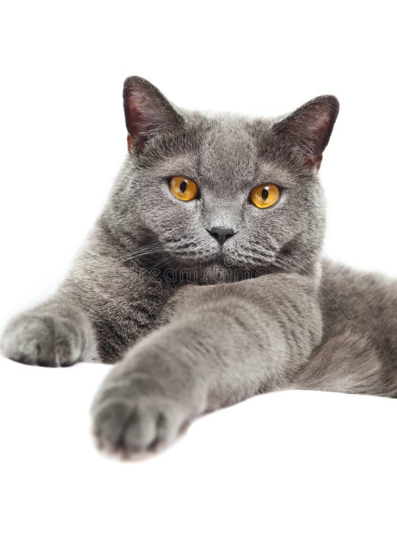 Le chat britannique photo stock. Image du mignon, pédigrée - 20046446