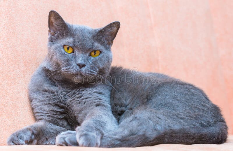 Chat les Anglais photo stock. Image du félin, fourrure - 14866724