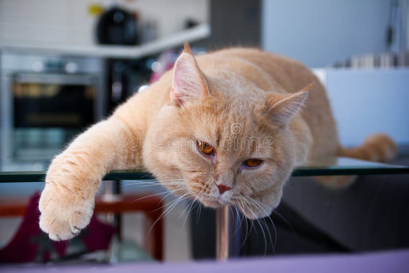 Le Chat Se Trouve Sur La Table En Verre Photo stock - Image du tigré ...