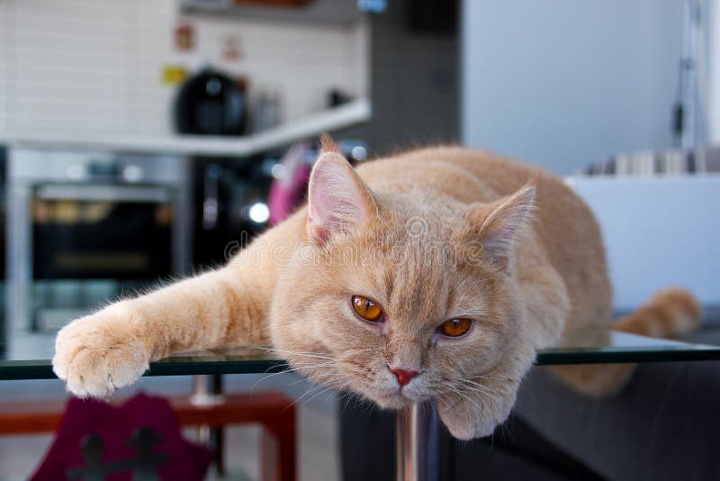 Le Chat Se Trouve Sur La Table En Verre Photo stock - Image du tigré ...