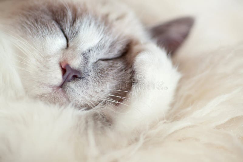 Le Chat Dort Fermant La Patte Photo stock - Image du minou, purebred ...