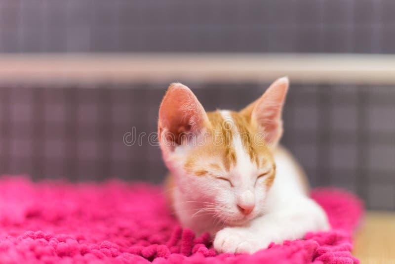 6,275 Le Chat Dort Photos libres de droits et gratuites de Dreamstime