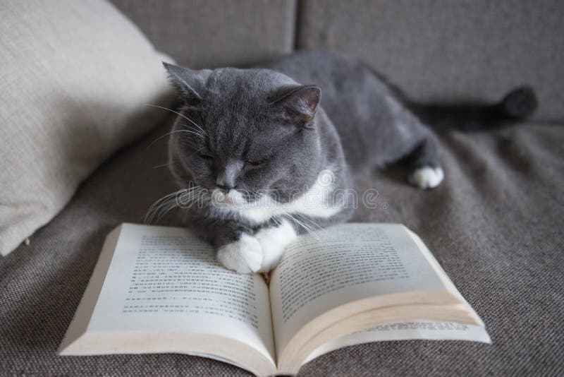 Le chat gris lit un livre photo stock. Image du famille - 76577388