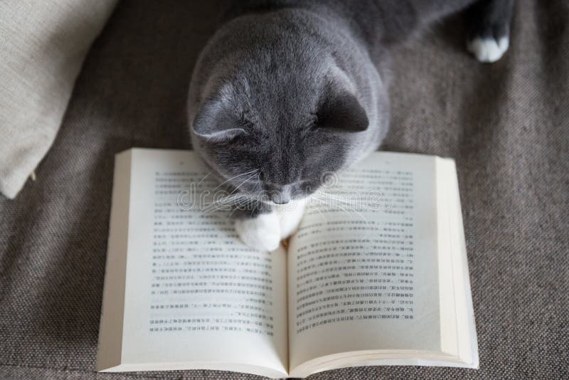 Le chat gris lit un livre photo stock. Image du purebred - 76578426