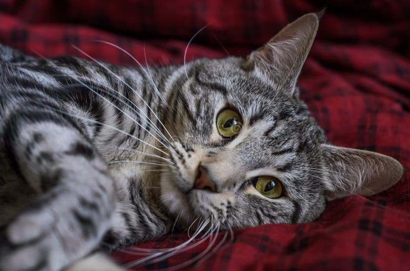 Le Gris Raye Le Fond Photos Stock - Téléchargez 46,415 Photos libres de ...