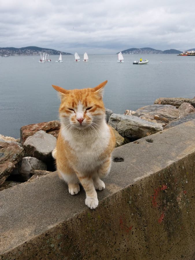 17,770 Chat De Bord De Mer Photos libres de droits et gratuites de ...