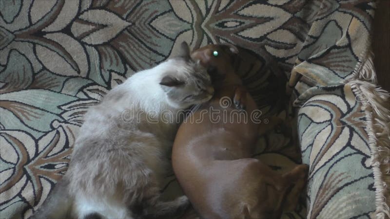 Accouplement D'animal De Chien Banque De Vidéos - Vidéo du blanc, extérieur: 108874090