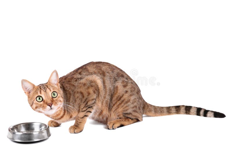 Le chat mange photo stock. Image du cheveu, rayé, adulte - 37498180