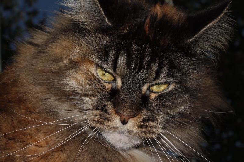 4,116 Chat Multicolore Photos libres de droits et gratuites de Dreamstime