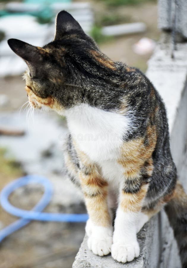 Le Chat Multicolore Se Repose Sur Le Plancher Image stock - Image du ...