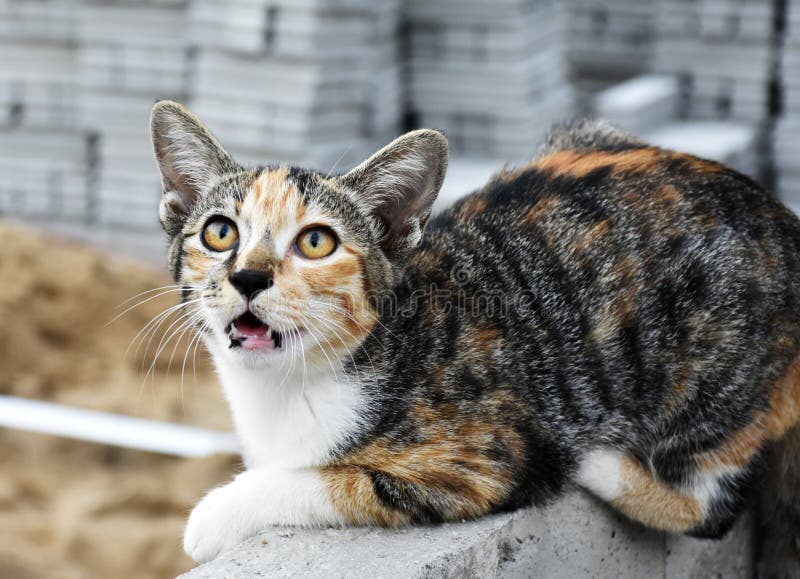 4,116 Chat Multicolore Photos libres de droits et gratuites de Dreamstime