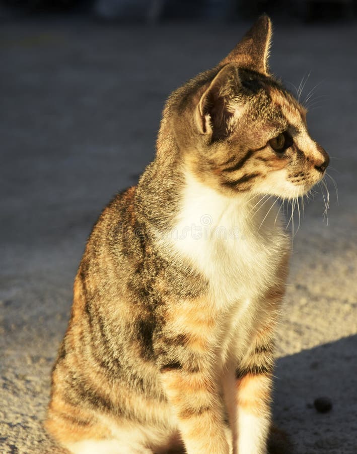 Chat Multicolore Photos Stock - Téléchargez 2,993 Photos libres de droits