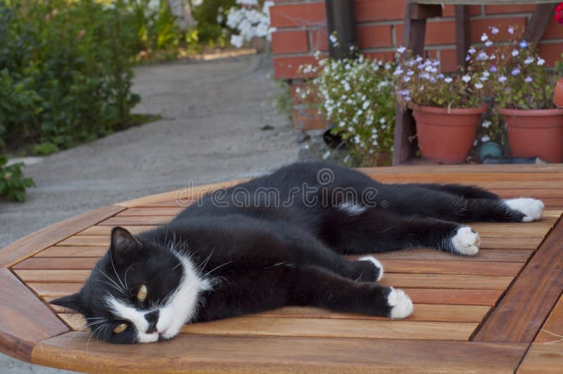 Le Chat Noir Et Blanc Dort Sur Une Table Image stock - Image du blanc ...