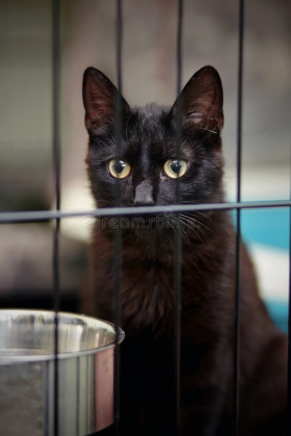 Le Chat Noir Se Repose Dans Une Cage Photo stock - Image of créature ...