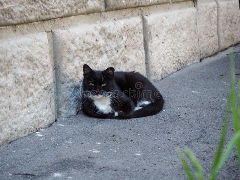 Le Chat Noir Se Trouve Sur La Rue Photo stock - Image of noir, drôle ...