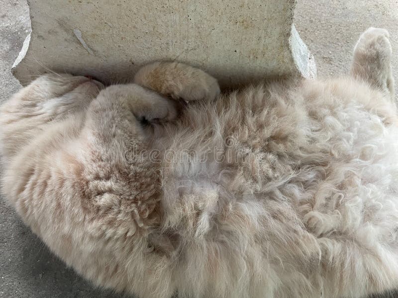 Le Chat Perse Dort Sur Son Estomac Photo stock - Image du lifestyle ...