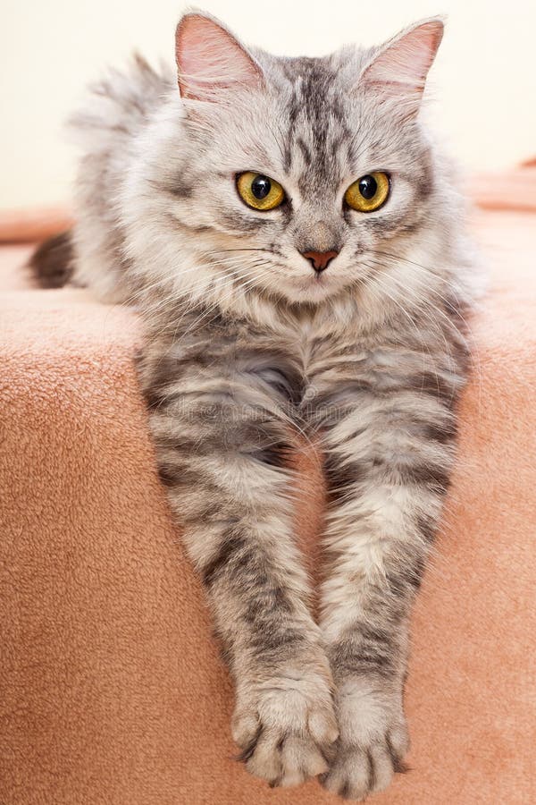 Le Gris Raye Le Fond Photos Stock - Téléchargez 46,415 Photos libres de ...