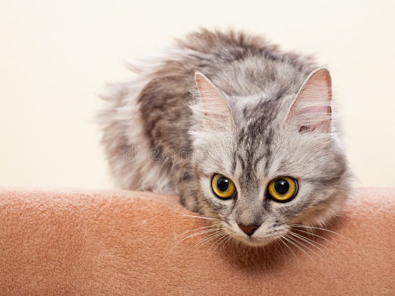 Le Gris Raye Le Fond Photos Stock - Téléchargez 46,415 Photos libres de ...