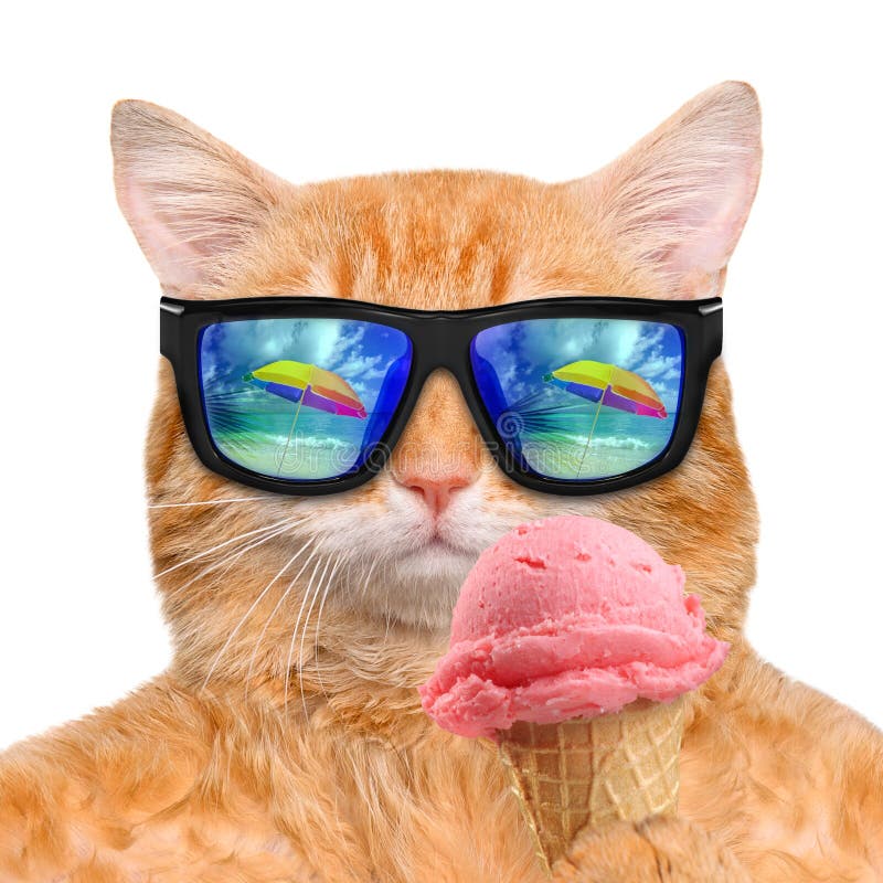 21,040 Photos de Le Chat Et La Mer - Photos de stock gratuites et ...