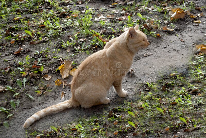 Le chat rouge se repose image stock. Image du solitude - 128510737