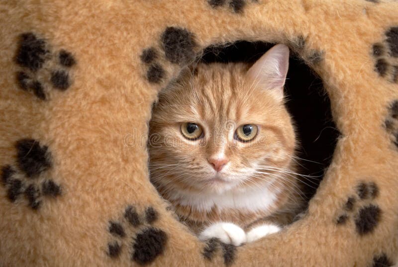 Le Chat Rouge Se Repose Dans Une Petite Maison Image stock - Image du ...