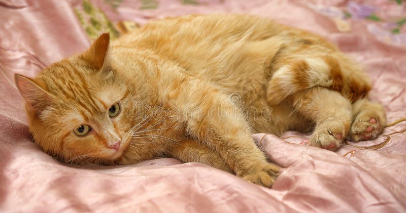 Le Chat Rouge Se Trouve Sur Un Sofa Image stock - Image du calme ...