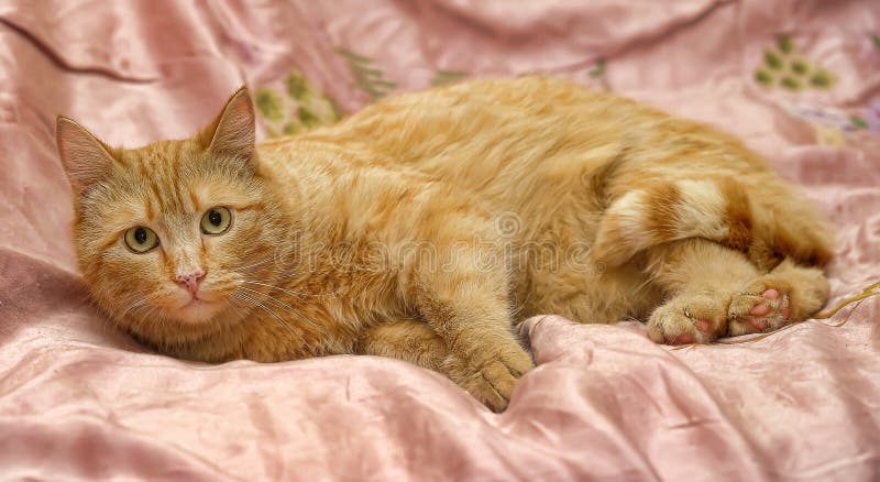 Le Chat Rouge Se Trouve Sur Un Sofa Image stock - Image du fond ...