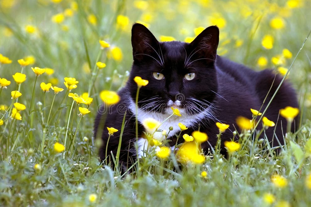 Le Chat S'est Tapi En Fleurs Image stock - Image du floral, smoking ...
