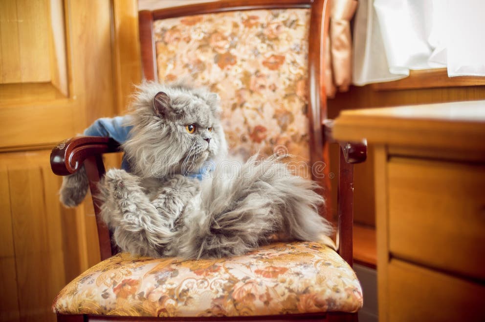 Le Chat Se Repose Dans La Chaise Photo stock - Image du chat, adorable ...