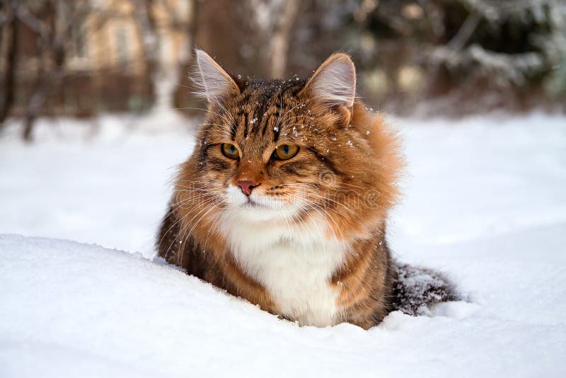 Le Chat Se Repose Dessus Sur La Neige Photo stock - Image du décembre ...