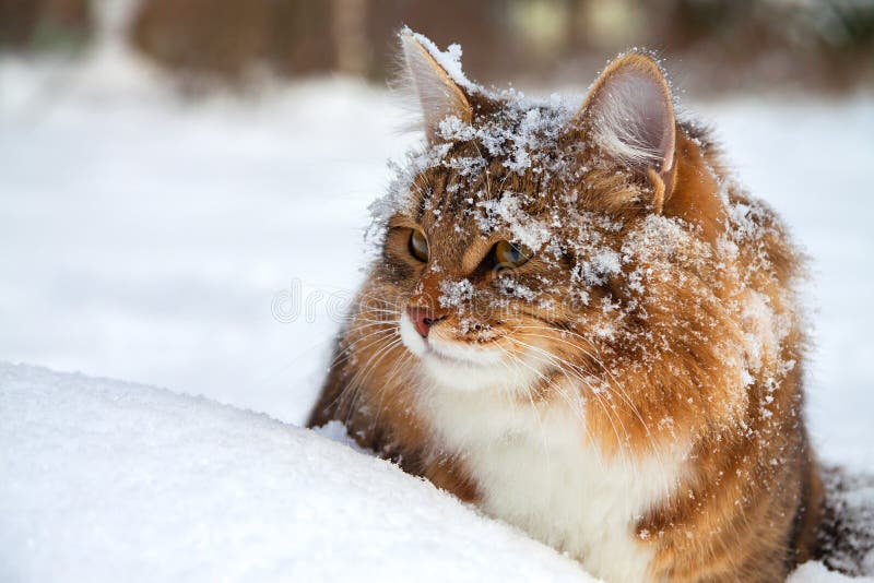 Le Chat Se Repose Dessus Sur La Neige Image stock - Image of décembre ...
