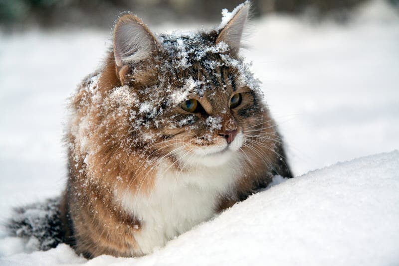 Le Chat Se Repose Dessus Sur La Neige Image stock - Image of décembre ...