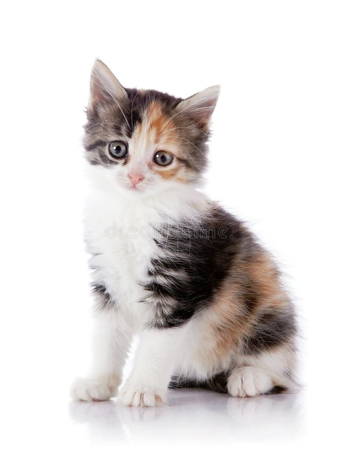 Le Chat Multicolore Avec Les Yeux Jaunes Se Trouve Sur Un Sofa Photo ...