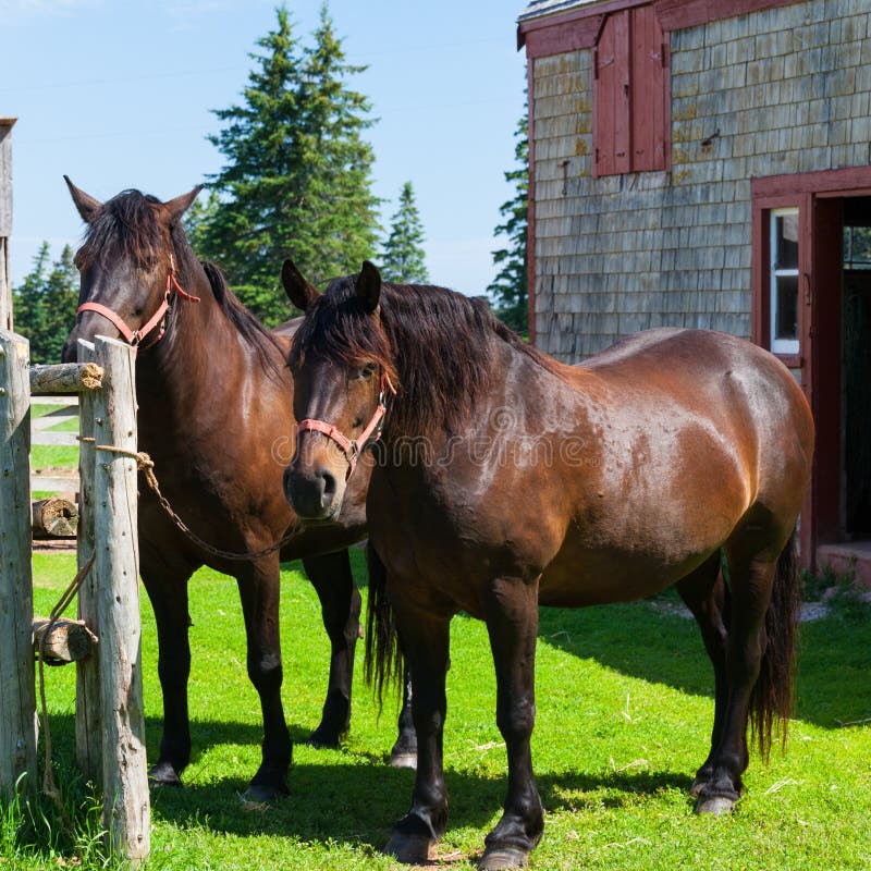 Le cheval canadien photo stock. Image du cheval, race - 39223184