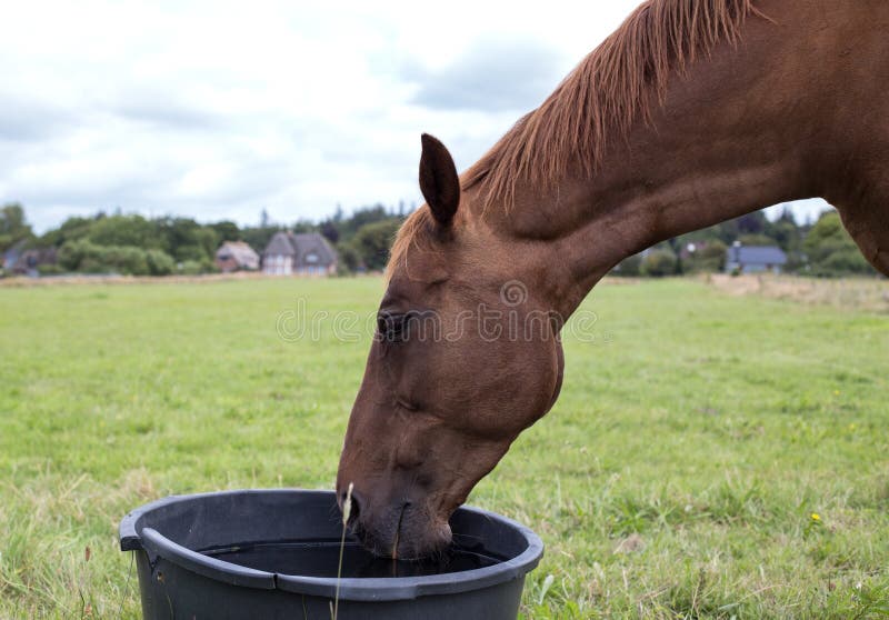 Boissons De Cheval De Baie D'un Seau En Plastique Photo stock - Image ...