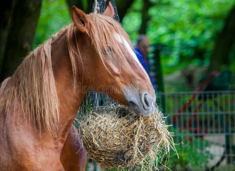 Le Cheval De Brown Mange Beaucoup De Paille Photo stock - Image du ...