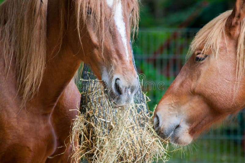 Le Cheval De Brown Mange Beaucoup De Paille Photo stock - Image du beau ...