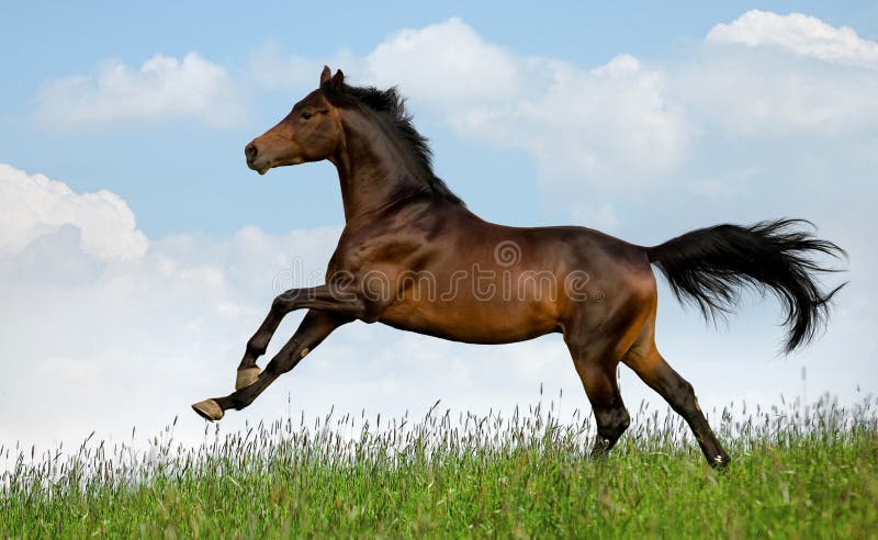 Le Cheval De Compartiment Galope Dans Le Domaine Photo stock - Image du ...