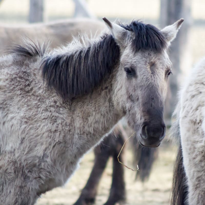 567 Photos de Tarpan Horse - Photos de stock gratuites et libres de ...