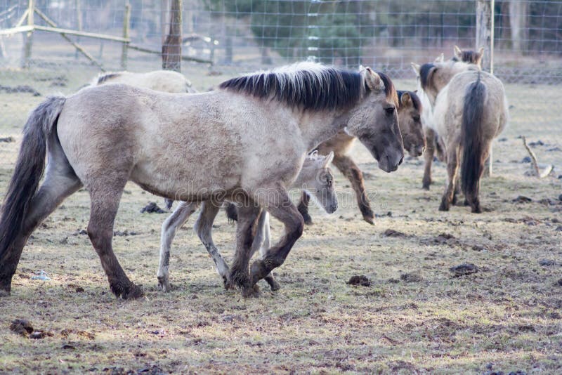 567 Photos de Tarpan Horse - Photos de stock gratuites et libres de ...