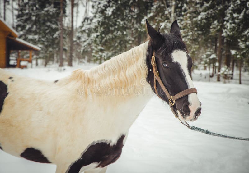 Le Cheval Mignon De Brown Marche Par La Neige Image stock - Image du ...