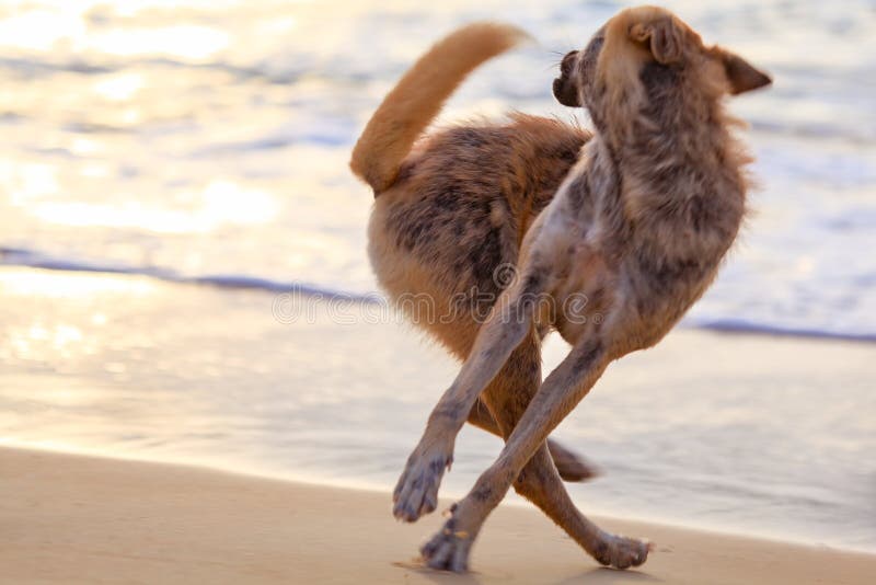 Queue de chien photo stock. Image du mignon, cheveu, nature - 84166624