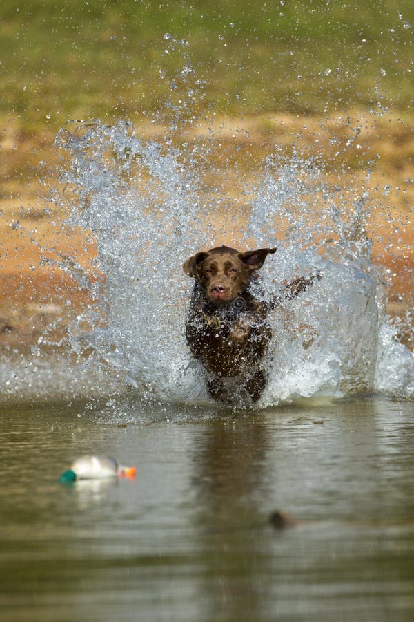 Chien Noir De Labrador Jouant Dans L'eau Image stock éditorial - Image ...
