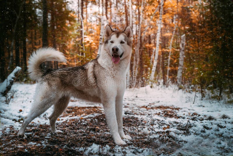 Le Chien Est Un Malamute D'Alaska Image stock - Image du grand, crabot ...
